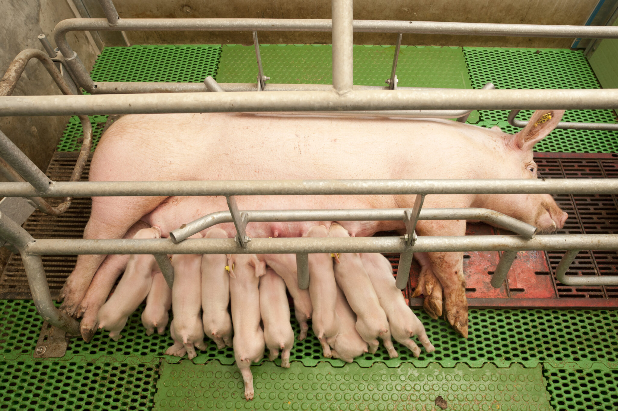 Vruchtbaarheid bij zeugen - Kanters