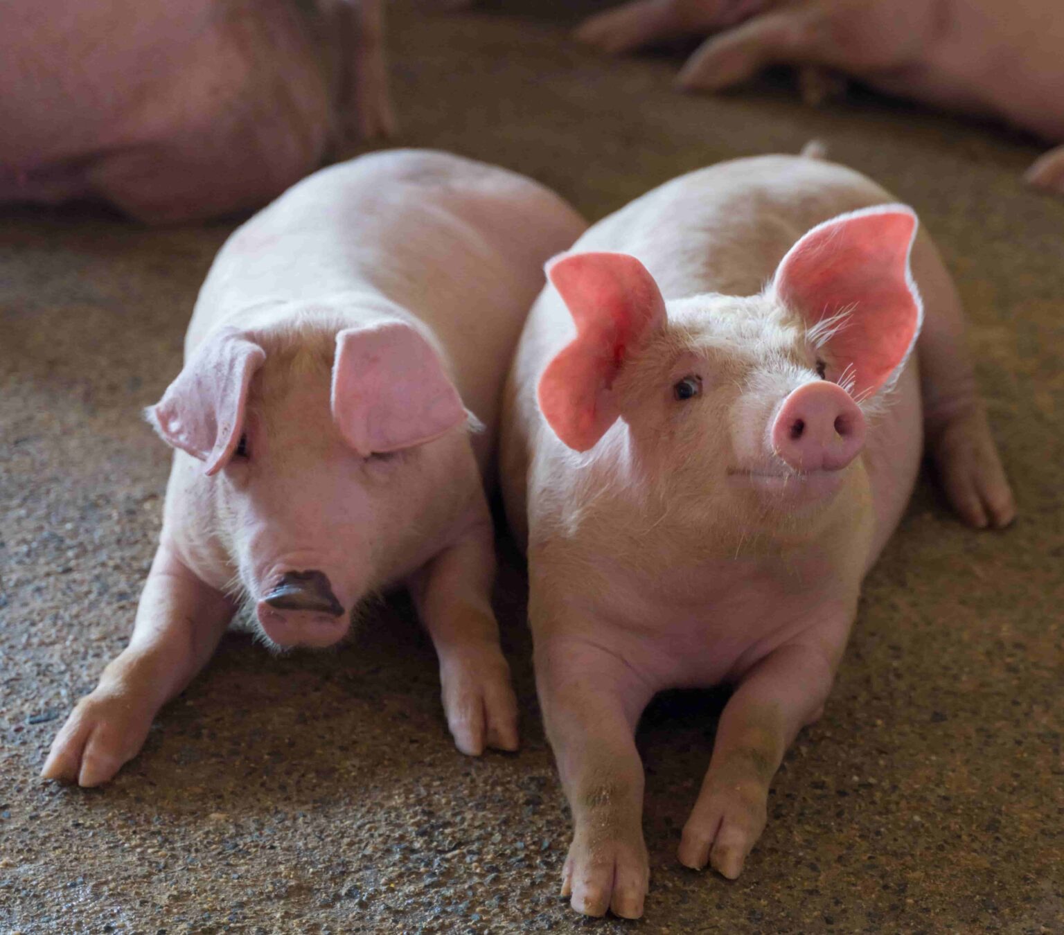 Drinkwater Varkens: Wat is belangrijk? - Kanters Lieshout